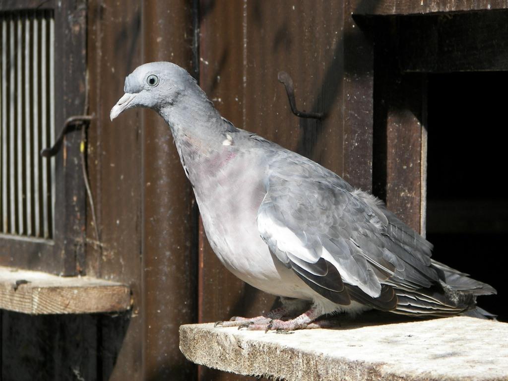 Holub hřivnáč – Pomoc zvířatům a paraZOO (aktuální)